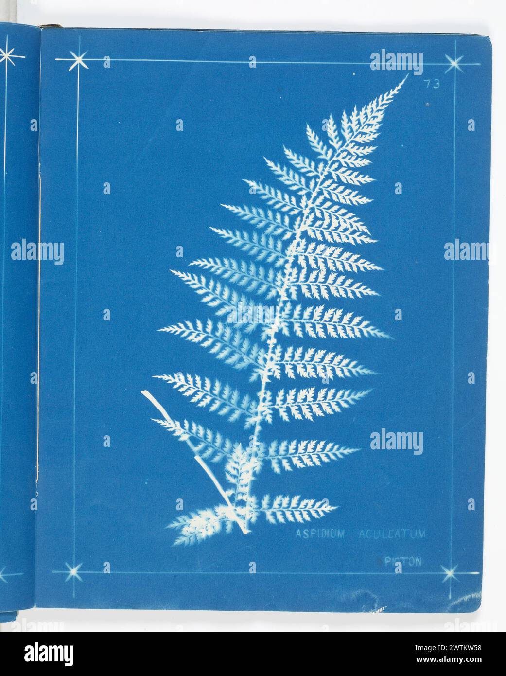 Aspidium aculeatum, Picton. From the album: New Zealand ferns. 148 ...