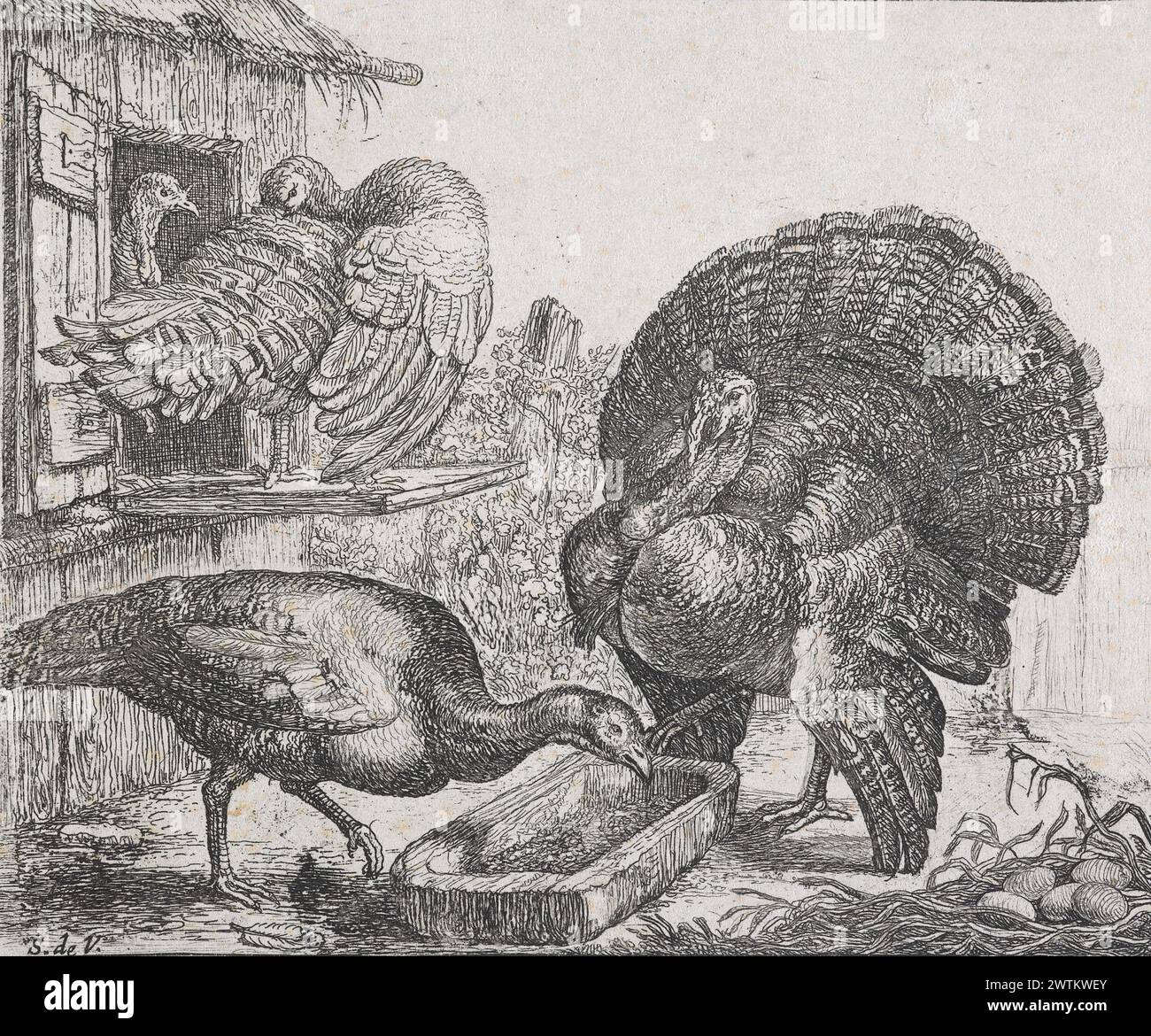 Four turkeys. prints, etchings, works on paper Stock Photo - Alamy