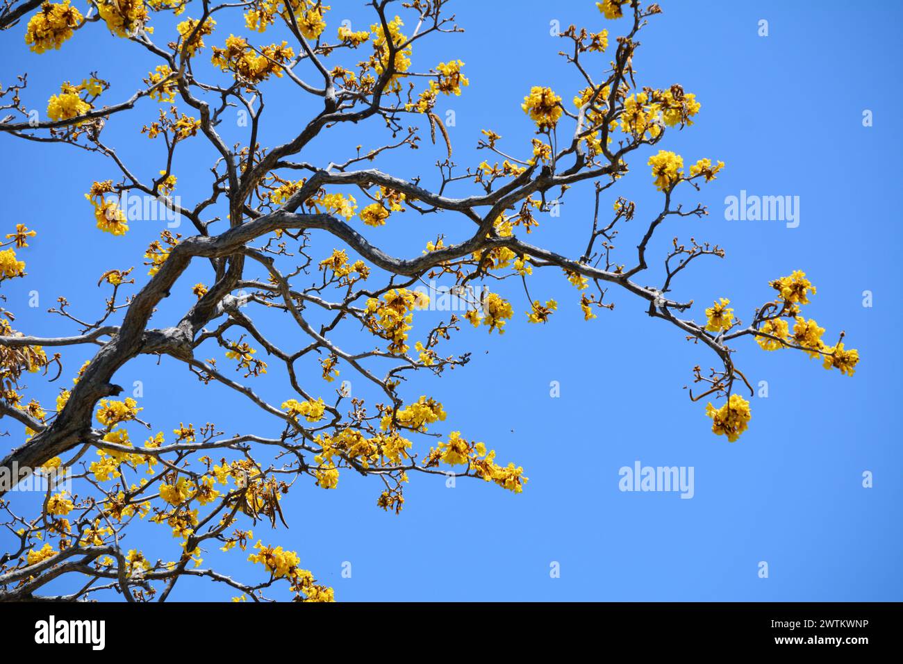 Scrubby tropical trees in dry climate of Costa Rica Stock Photo - Alamy