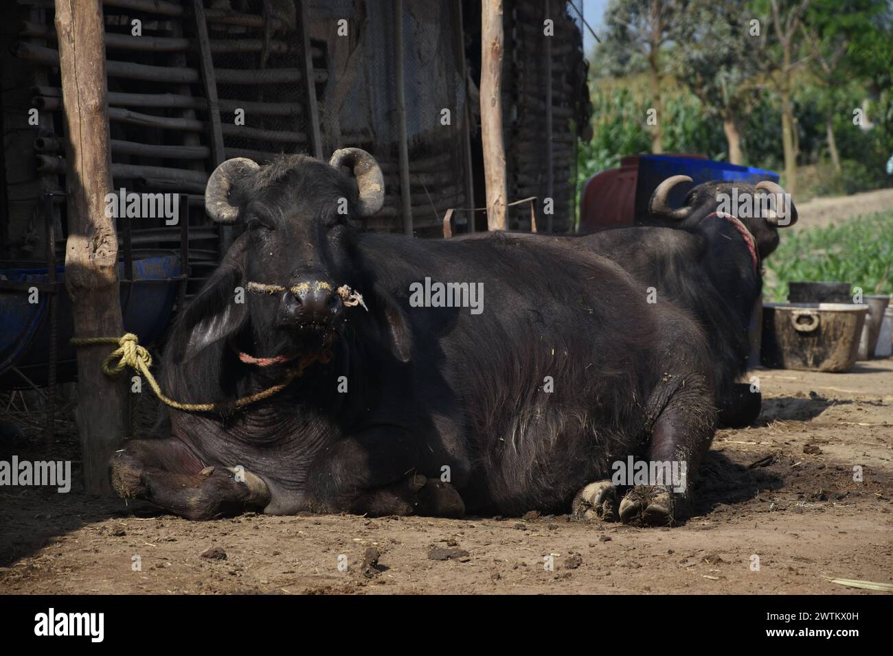 Buffalo taking sunbath, Bardibas, Nepal Stock Photo - Alamy