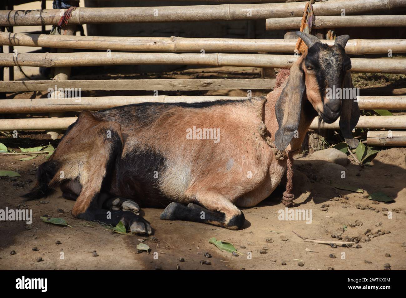Goat lookng towards camera hi-res stock photography and images - Alamy