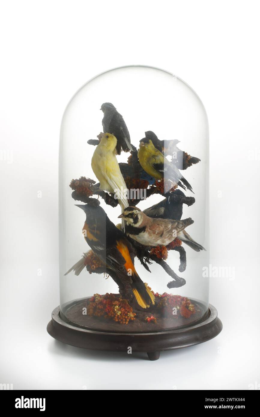 Bell jar Stock Photo - Alamy