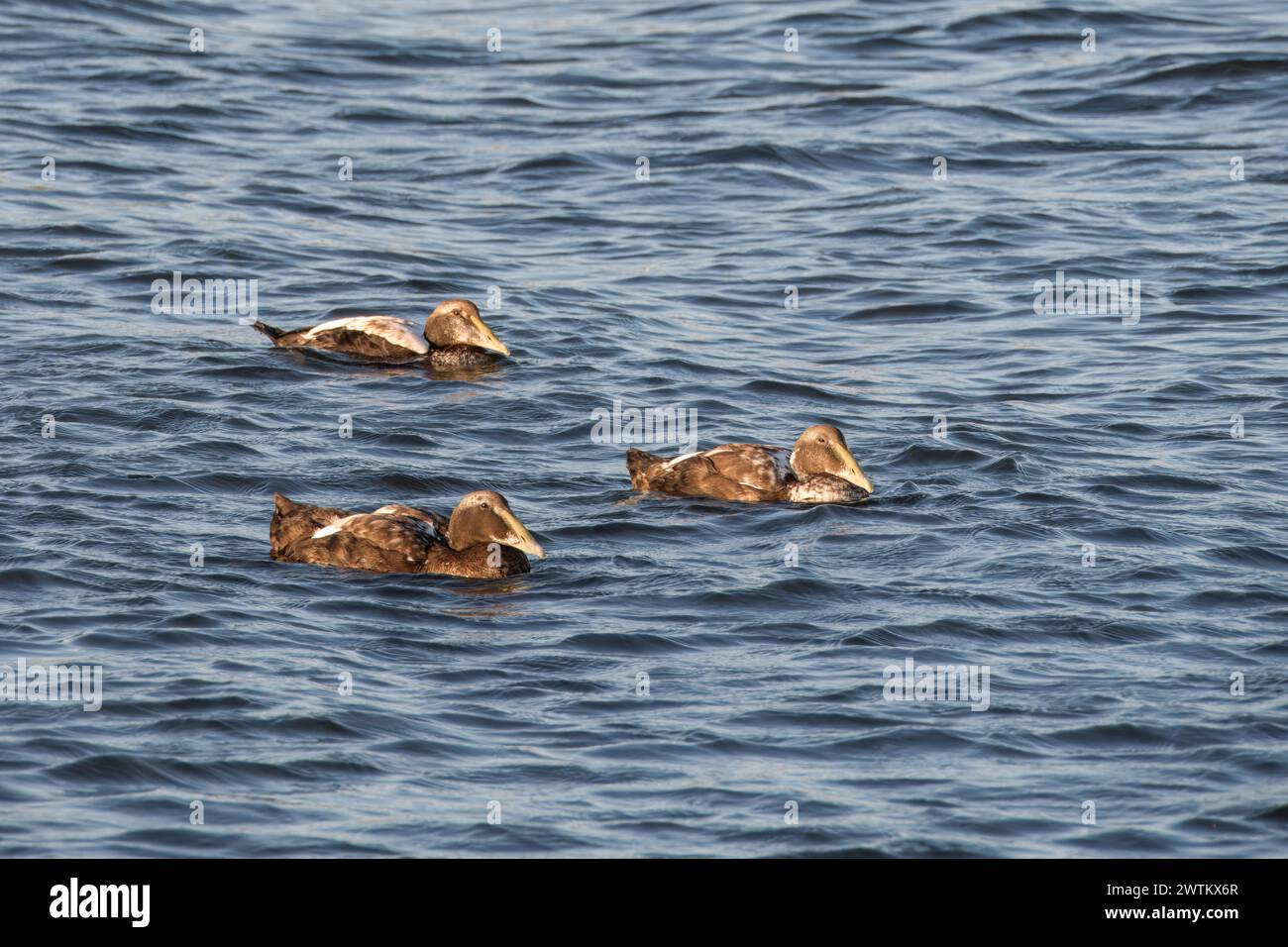 Eiders, Somateria mollissima, adults in eclipse plumage swimming in ...