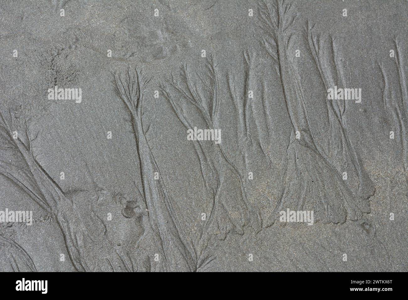 Patterns forming multiple designs on beach sand at low tide Stock Photo ...