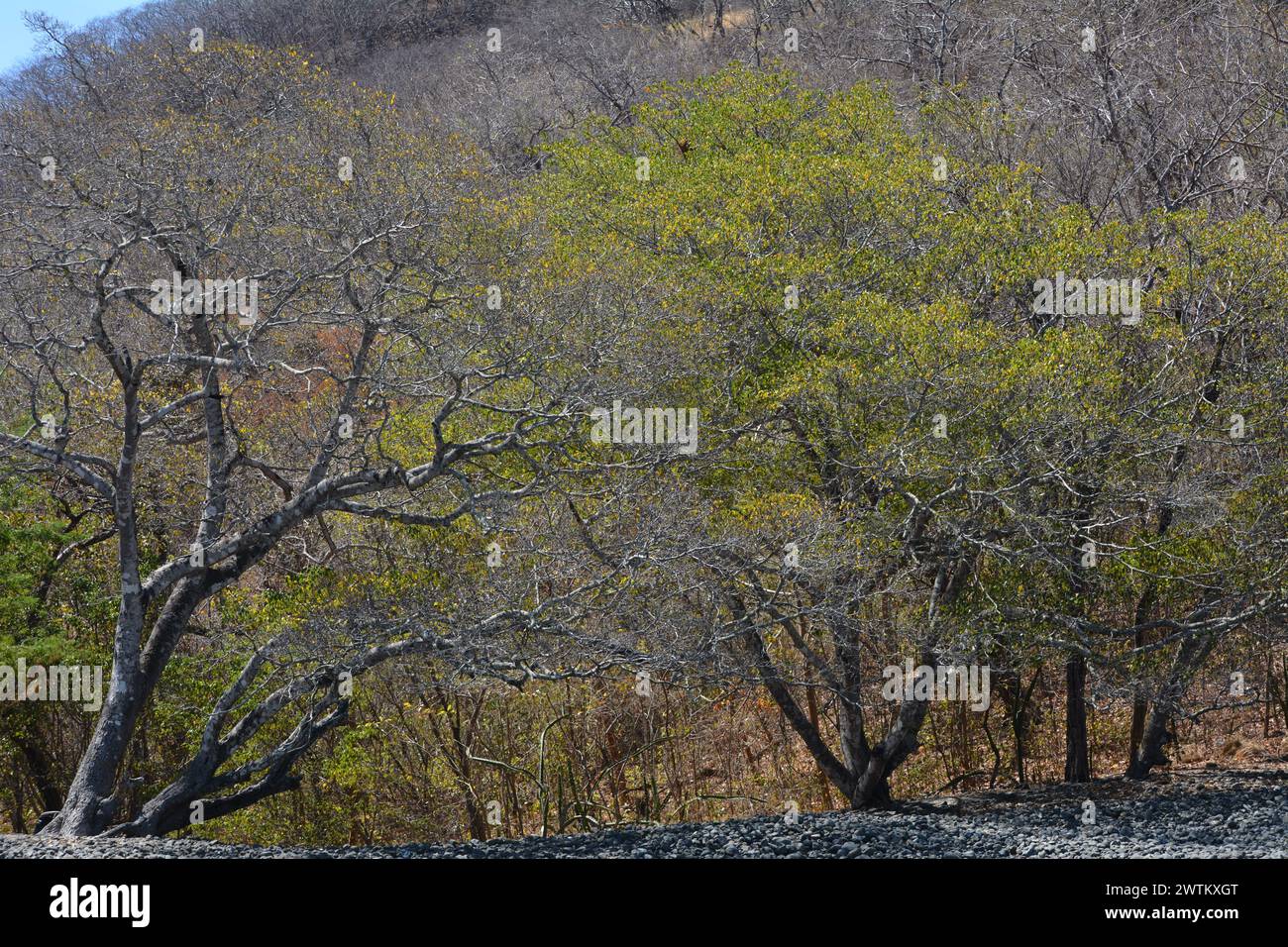 Scrubby trees hi-res stock photography and images - Alamy