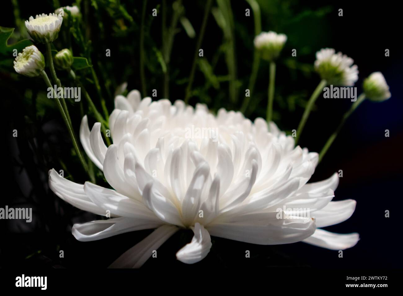 Multiple stems hi-res stock photography and images - Alamy