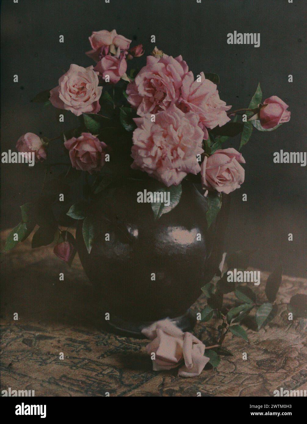 Autumn roses Autochromes, colour photographs, still lifes Stock Photo ...
