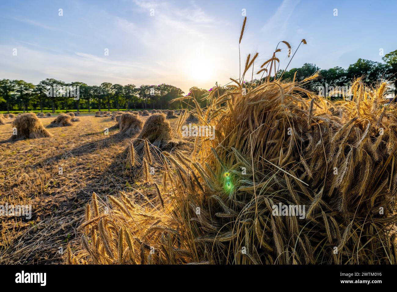 Sheaves of wheat hi-res stock photography and images - Alamy