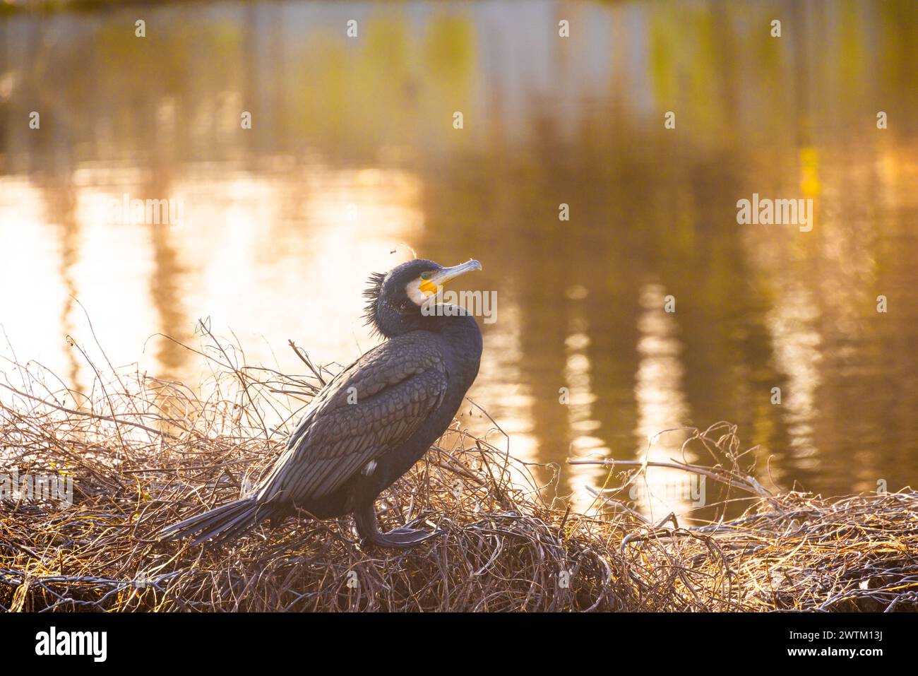 Inviting contemplation of natures majesty hi-res stock photography and ...