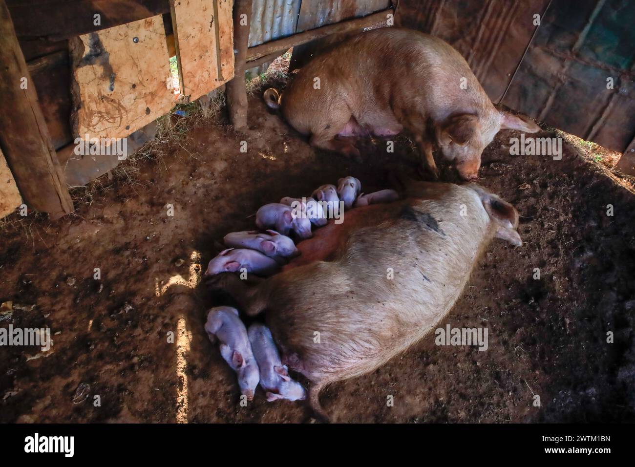 Feeding farm pig africa hi-res stock photography and images - Alamy