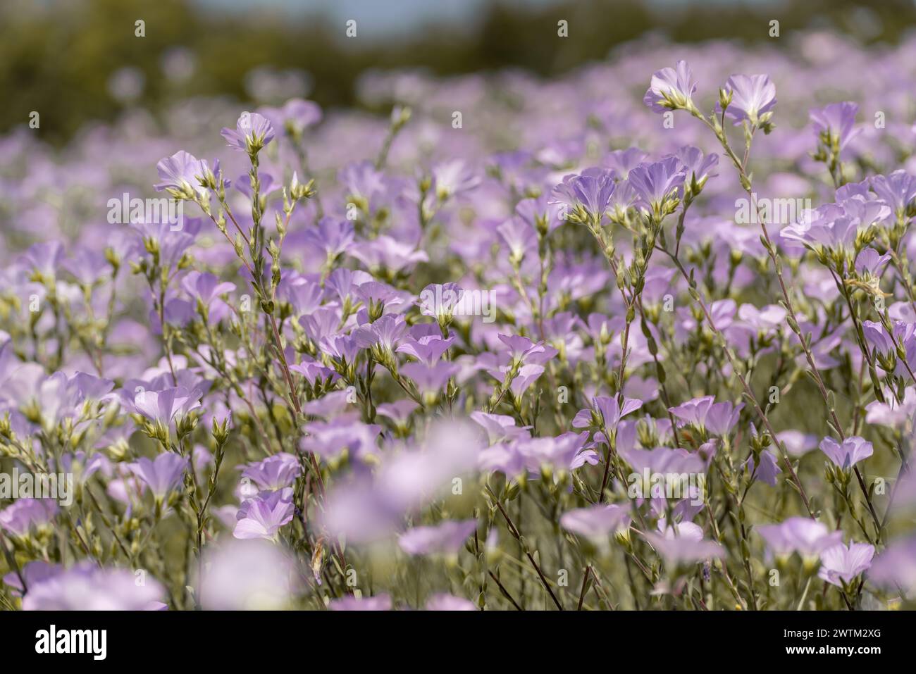 linen field linum usitatissimum. Flax flowers swaying in the wind. Slow ...