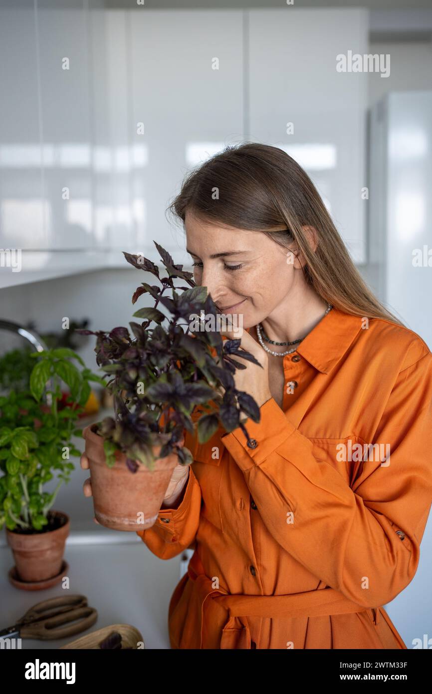 Swedish woman smelling purple basil plant growing it on kitchen at home ...