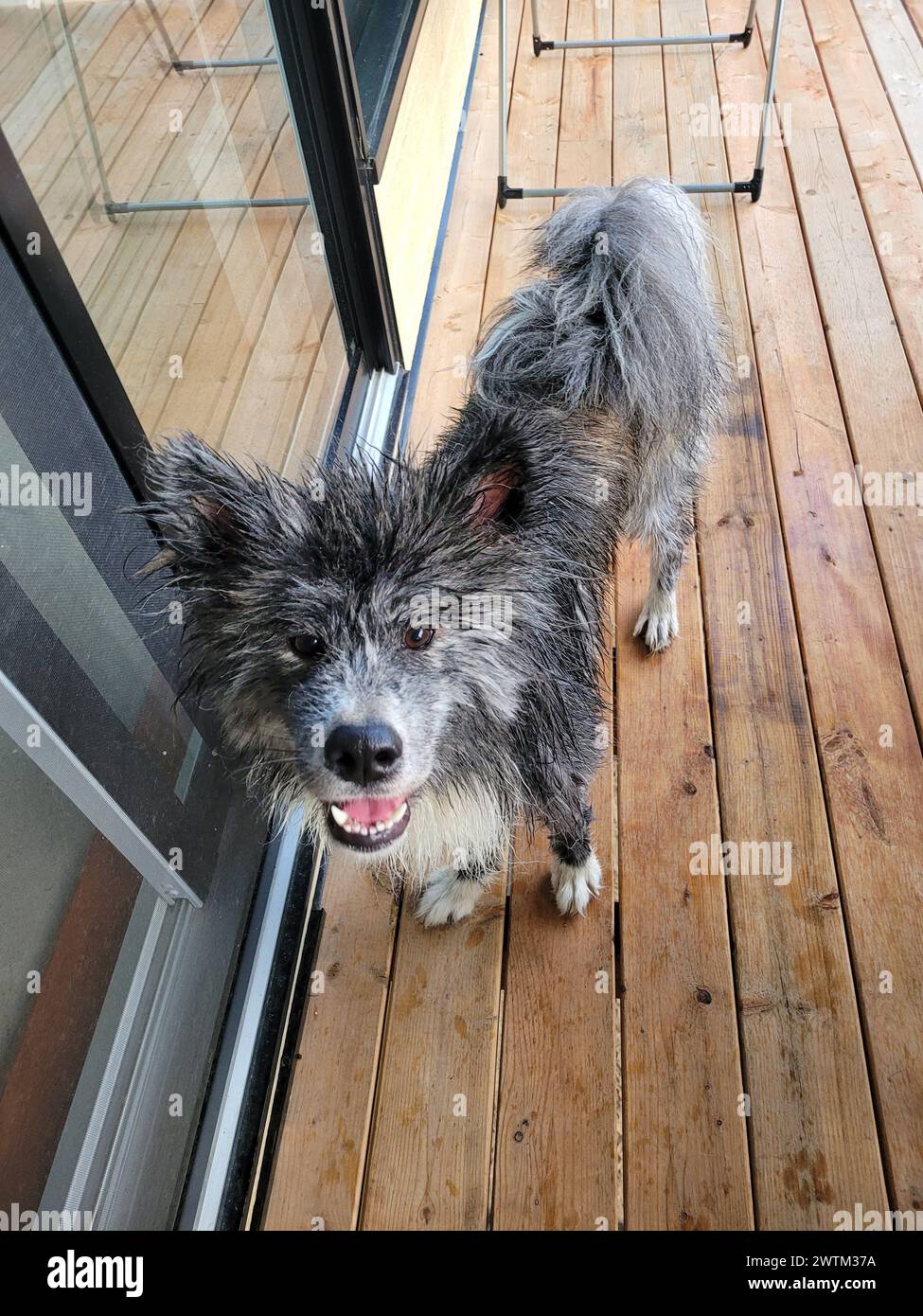Grey haired dog hi-res stock photography and images - Alamy