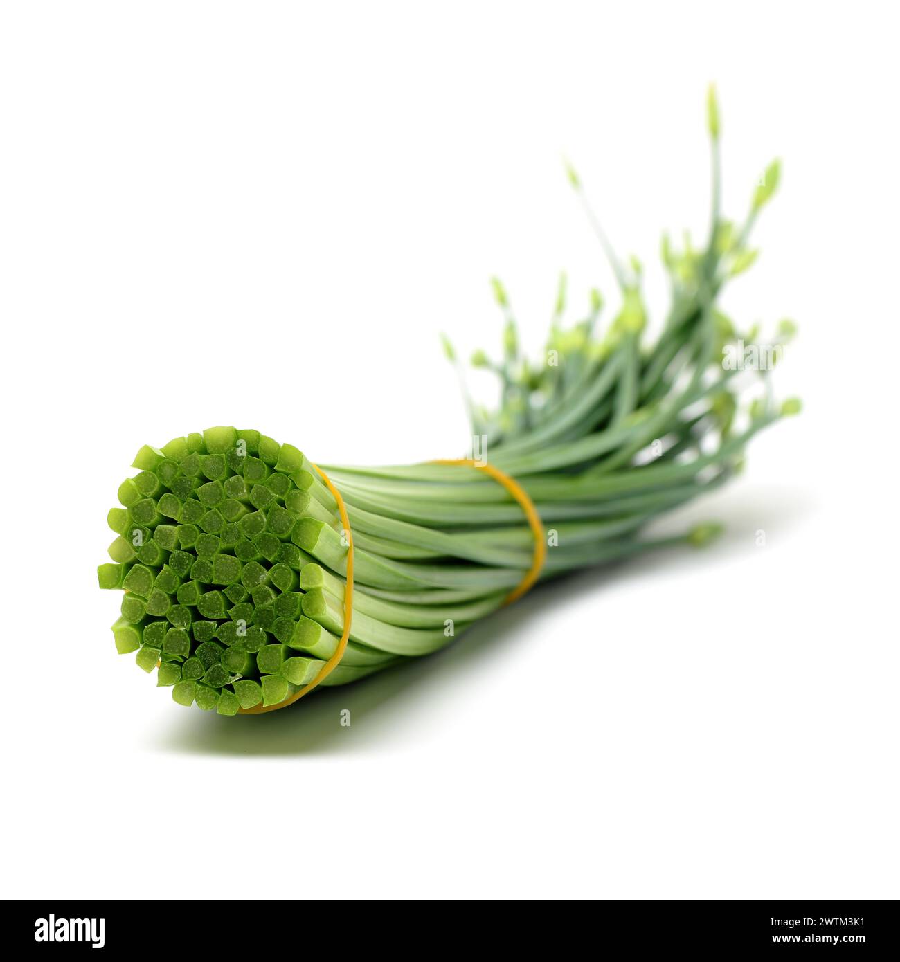a bunch of flowering chinese garlic chives on the white background ...