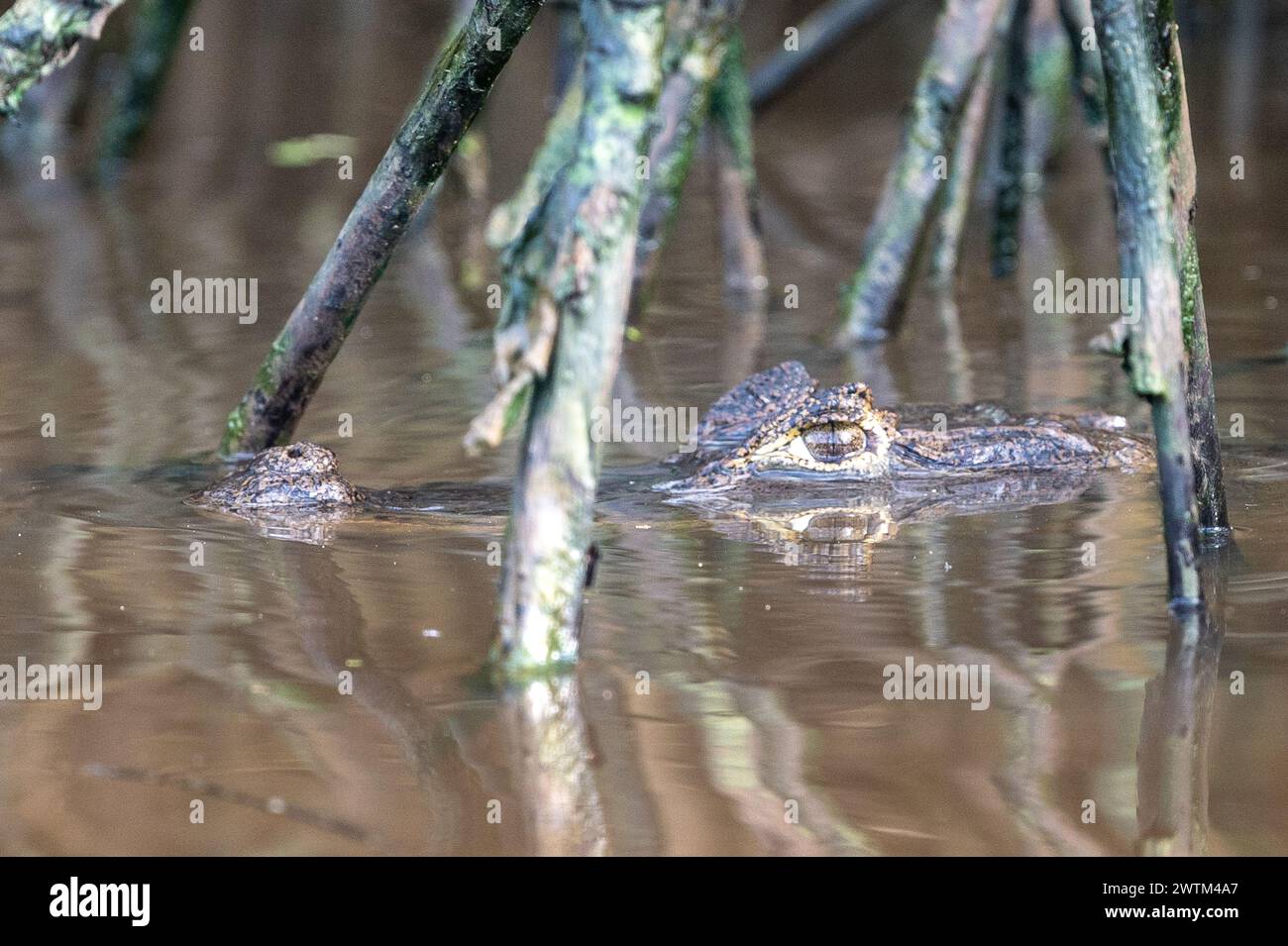 Caiman. Caroni Swamp. Trinidad Stock Photo - Alamy