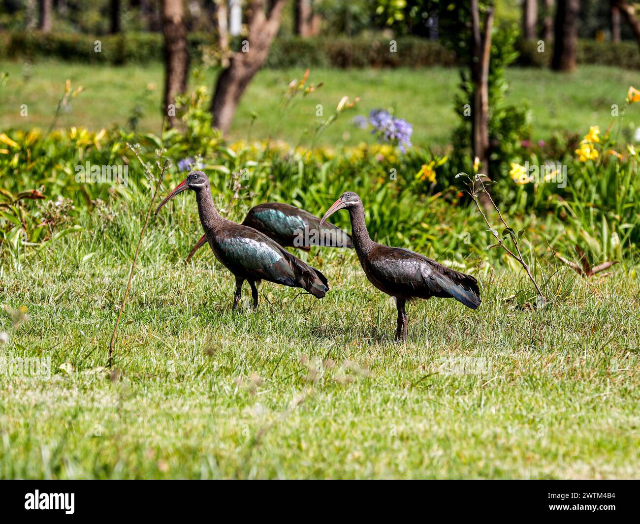 (240318) -- ADDIS ABABA, March 18, 2024 (Xinhua) -- This photo taken on ...