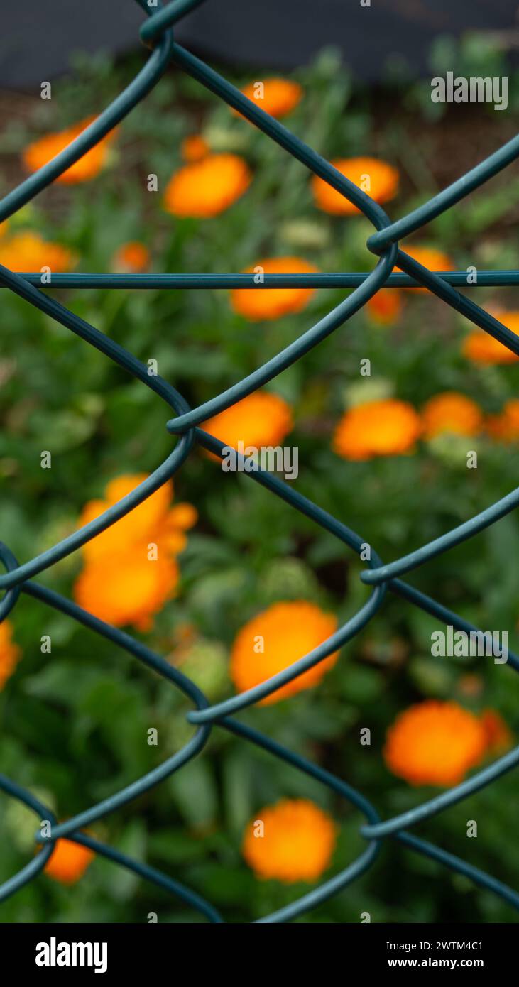 Chain link fence flowers hi-res stock photography and images - Alamy