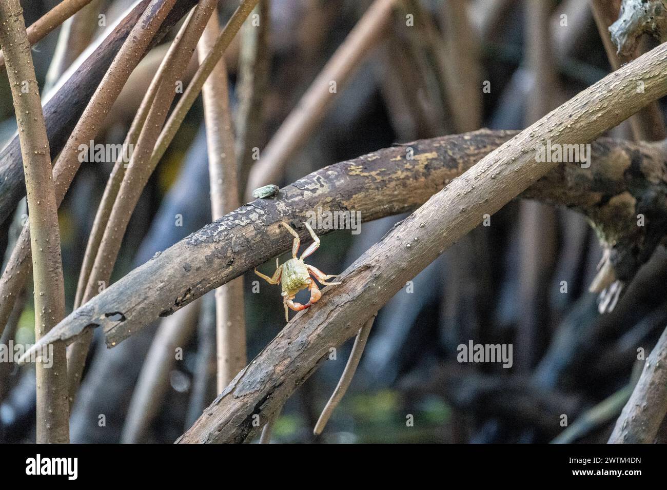 Caroni swamp trinidad hi-res stock photography and images - Alamy