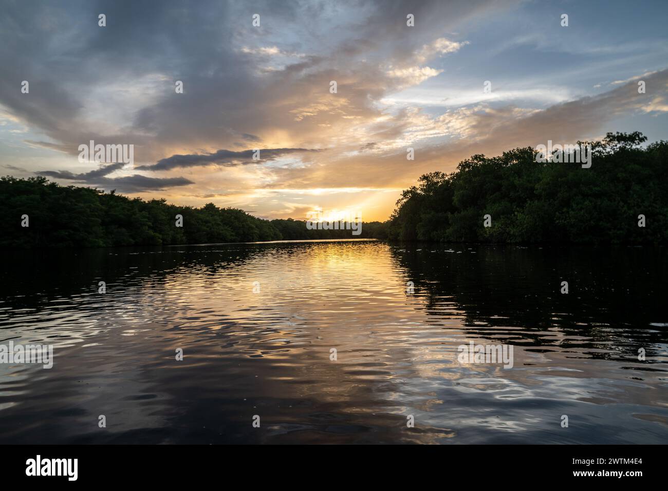 River that flows through a swamp Caroni Swamp. Trinidad and Tobago ...