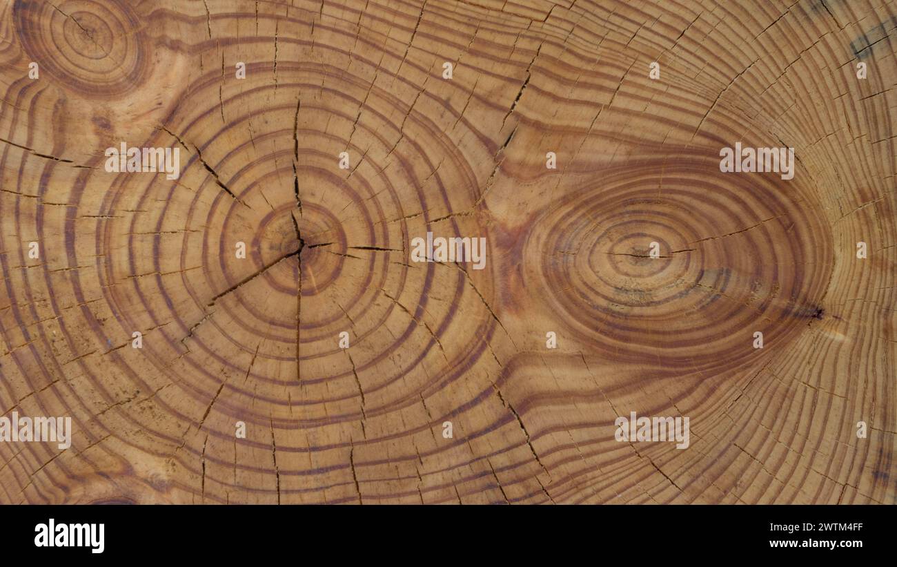 Tree trunk rings revealing nature's history Stock Photo - Alamy