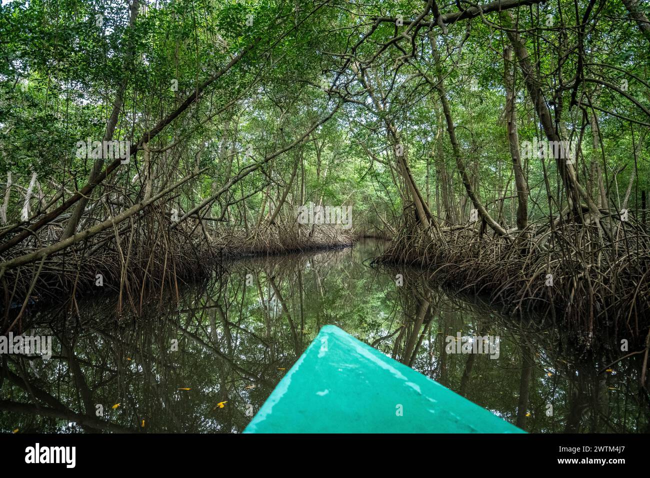 River that flows through a swamp Caroni Swamp. Trinidad and Tobago ...