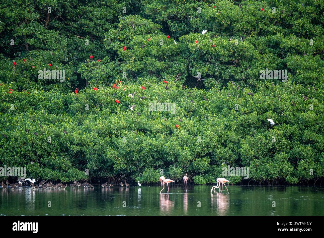 Group of flamingos and scarlet ibis flying over Caroni Swamp in ...