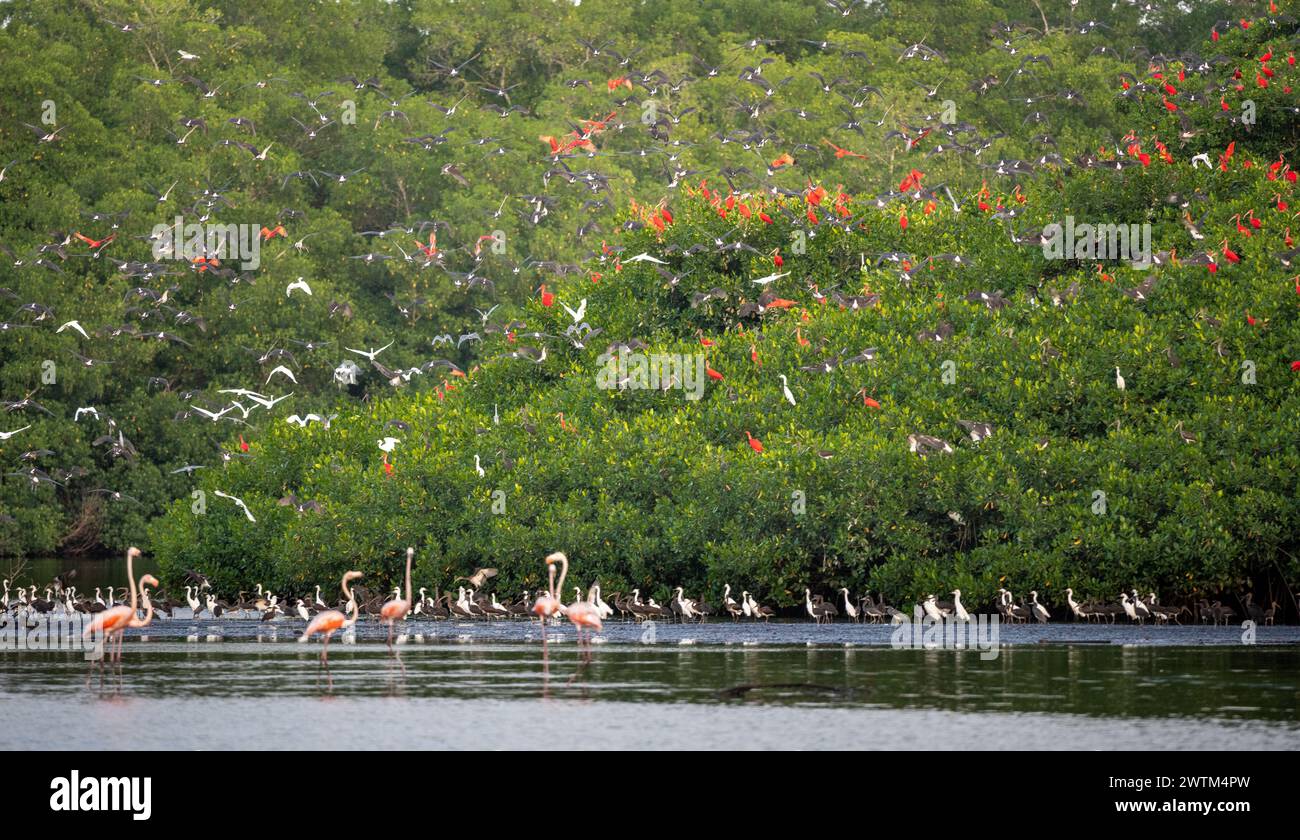 Group of flamingos and scarlet ibis flying over Caroni Swamp in ...