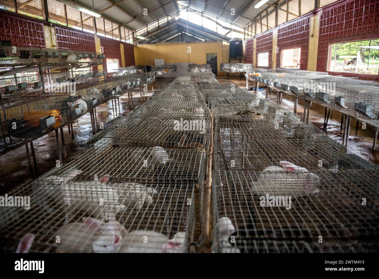 Rabbit Farm in Trinidad and Tobago Stock Photo - Alamy