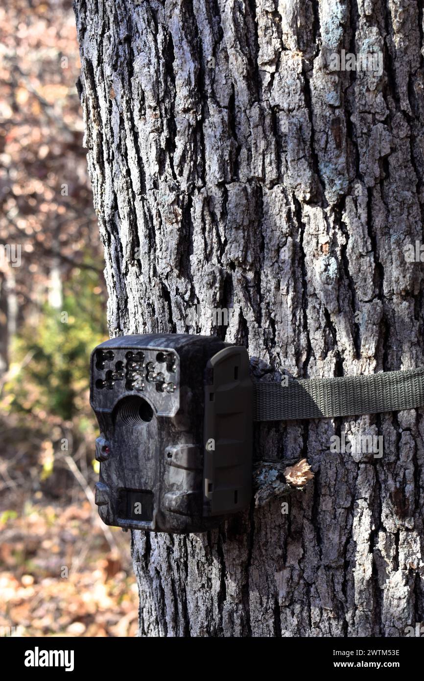 Wildlife photography camera hi-res stock photography and images - Alamy