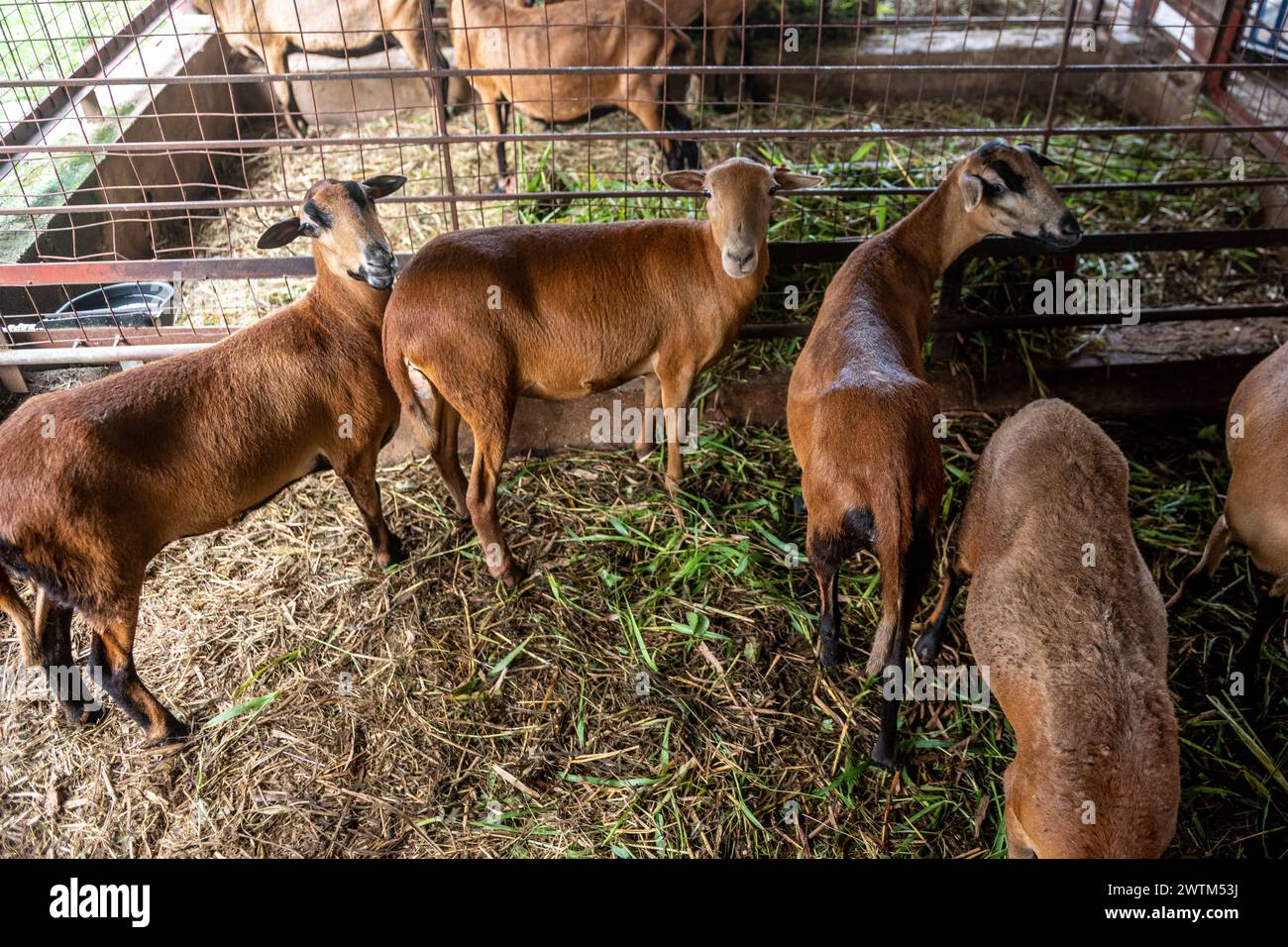 Barbados black belly sheep at the university of west indies research ...