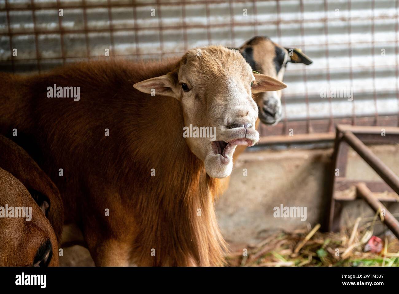 Katahdin sheep at university of west indies research farm Trinidad and ...