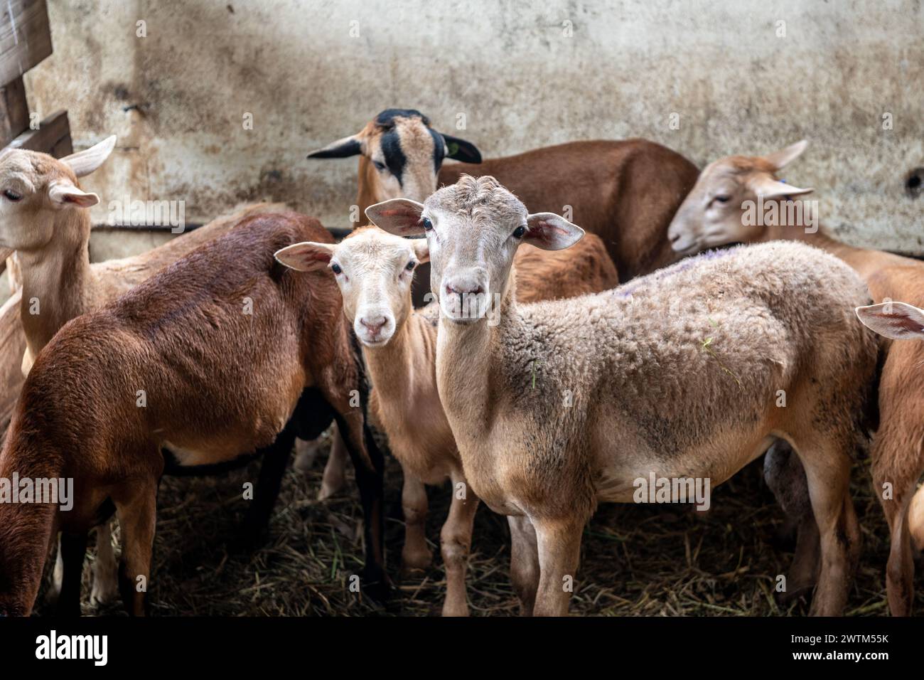 Katahdin sheep at university of west indies research farm Trinidad and ...