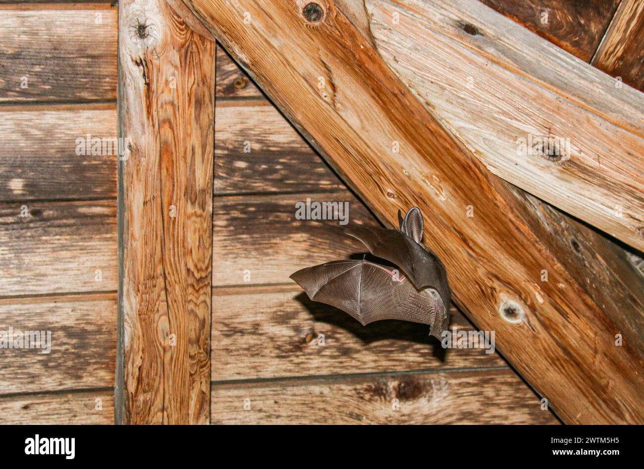 Long-eared bat (Plecotus auritus) flying under the eaves of wooden ...
