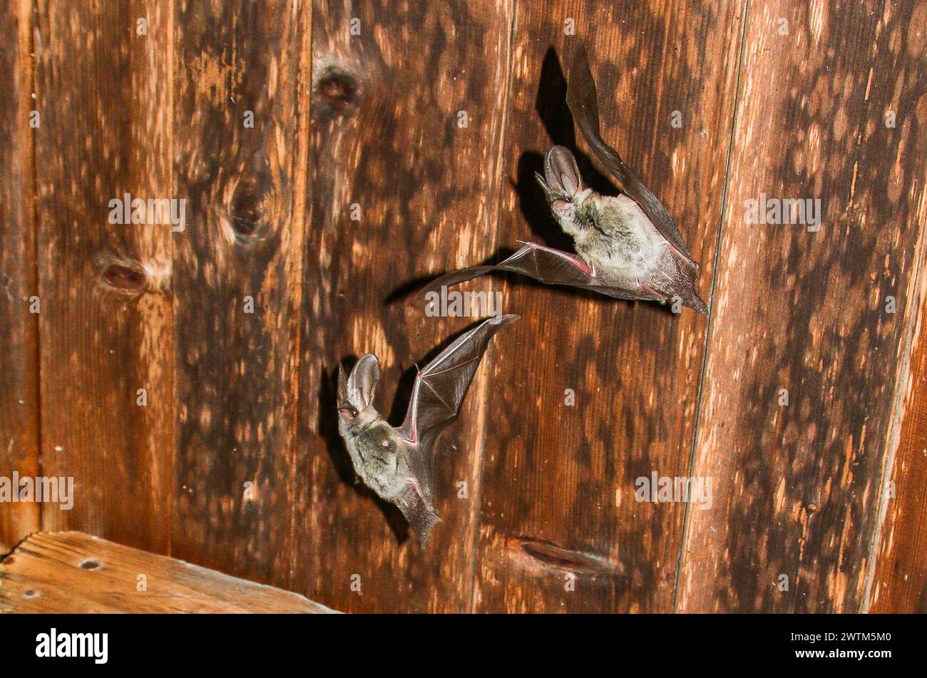 Two long-eared bats (Plecotus auritus) flying under the eaves of wooden ...