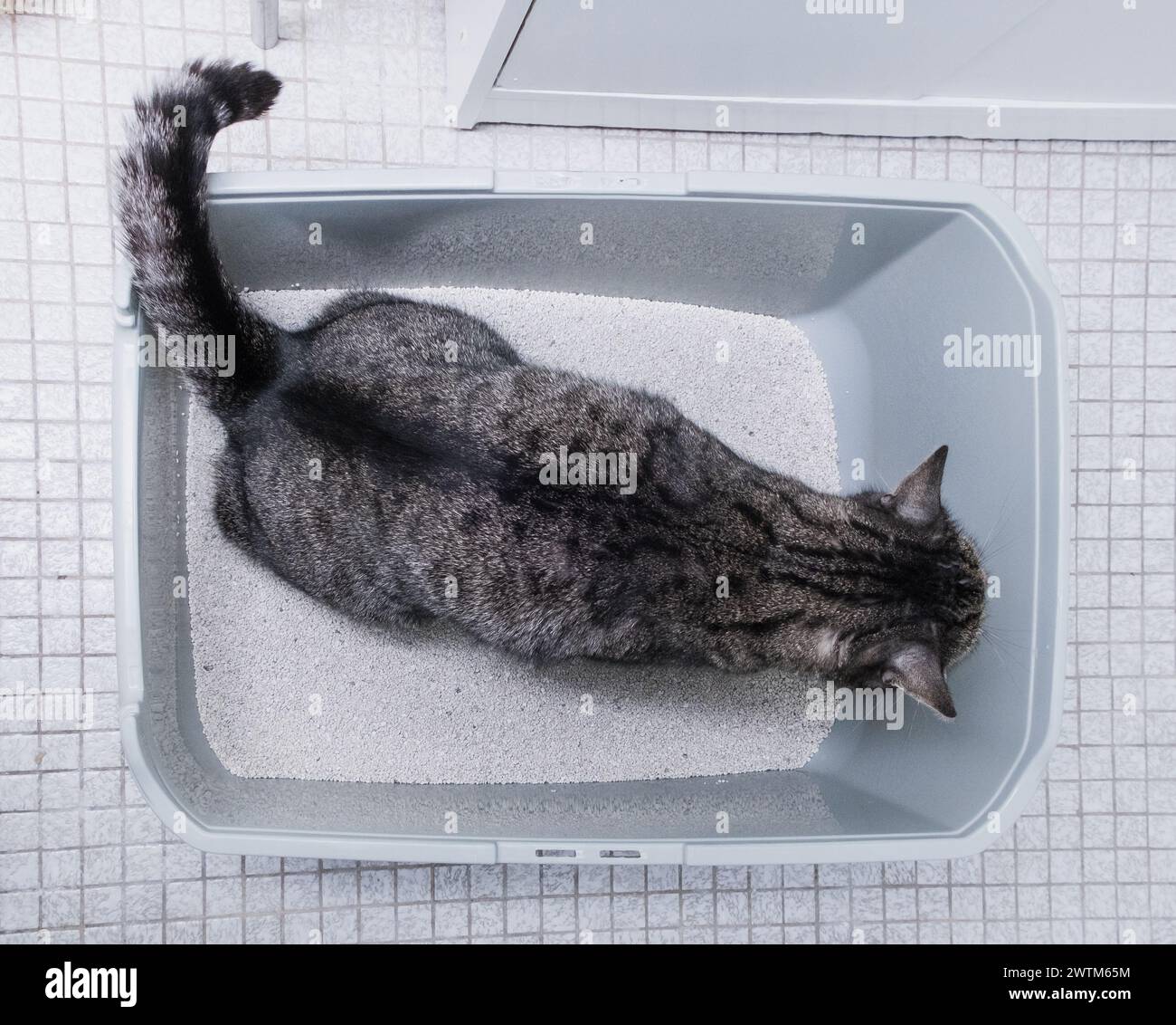 Cat defecating in the litter tray. Urinary illness, Problem with toilet ...