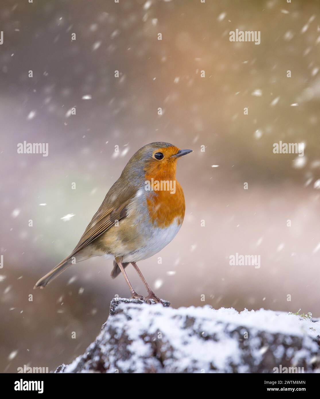 Robin in detail hi-res stock photography and images - Alamy