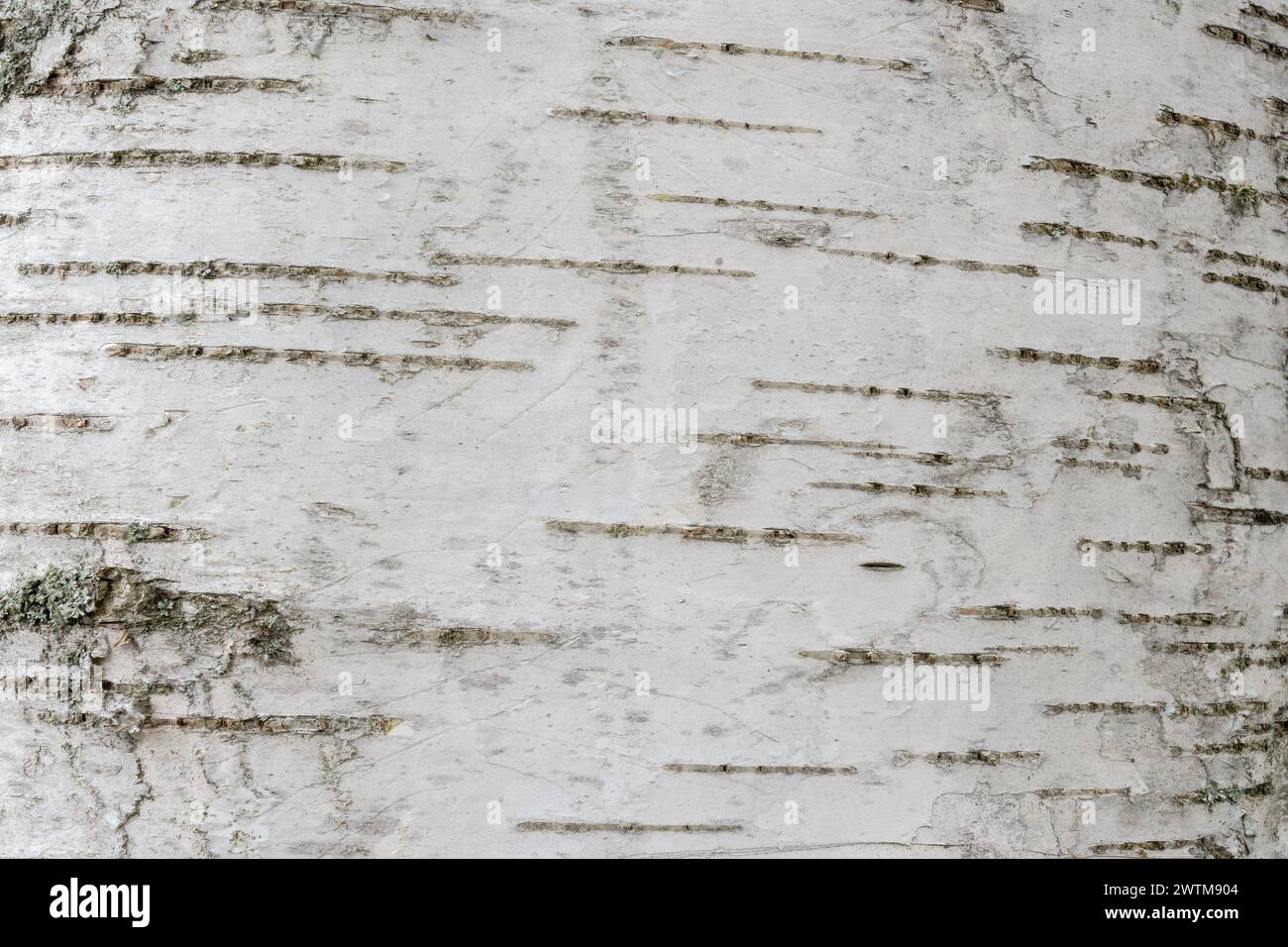 White birch bark, Betula pendula textur, natural abstract background ...