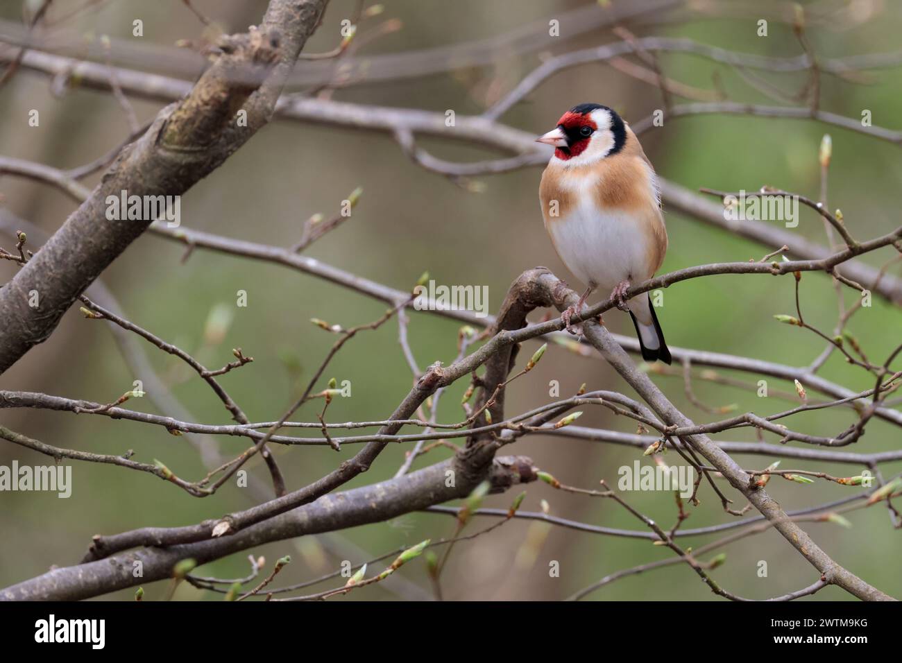 Black sides of neck to crown hi-res stock photography and images - Alamy