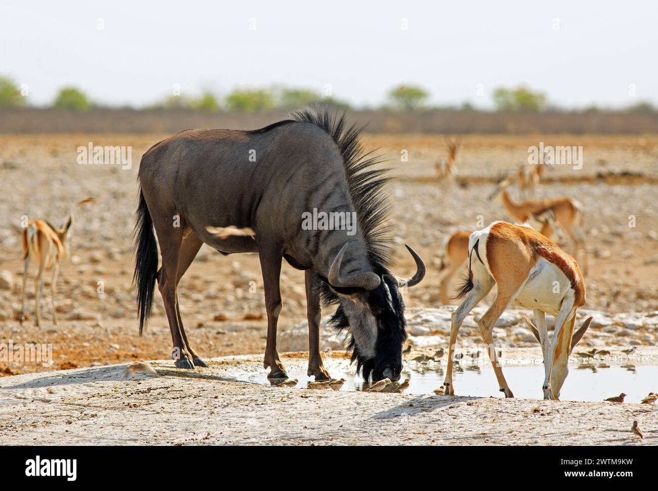 Blue Wildebeest drinking from a small waterhole, with lots of small ...