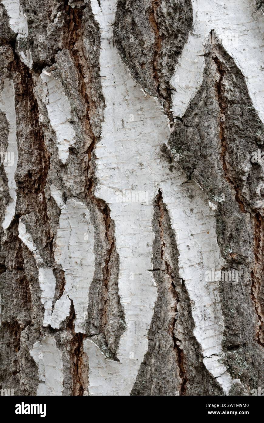 Betula pendula texture hi-res stock photography and images - Alamy