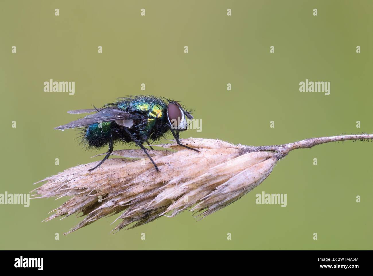 Common green bottle fly, Lucilia sericata sitting on dry grass after ...