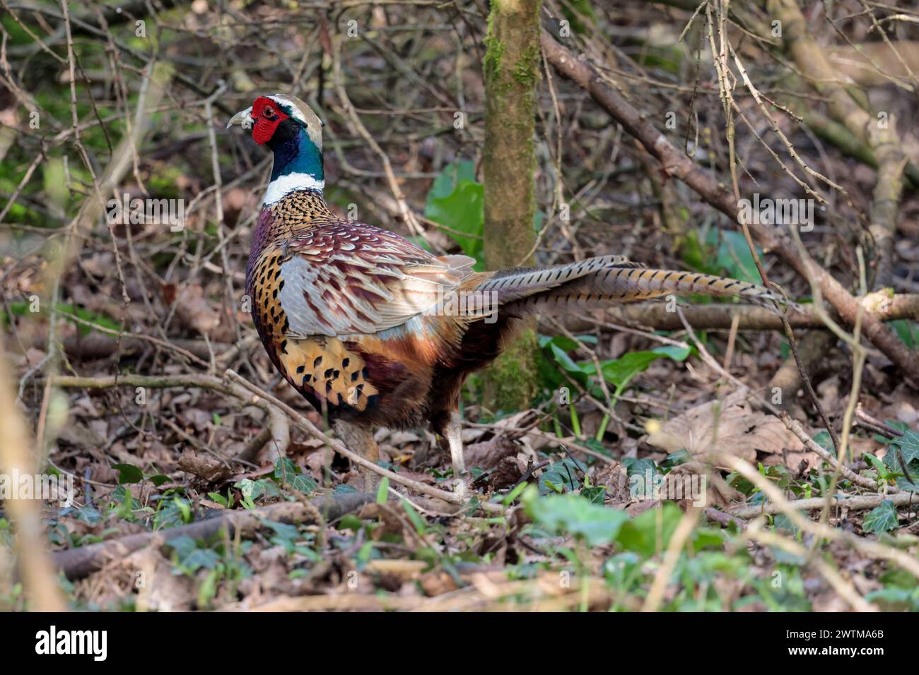 Pheasant Phasianus colchicus, large game bird red wattle blue green ...