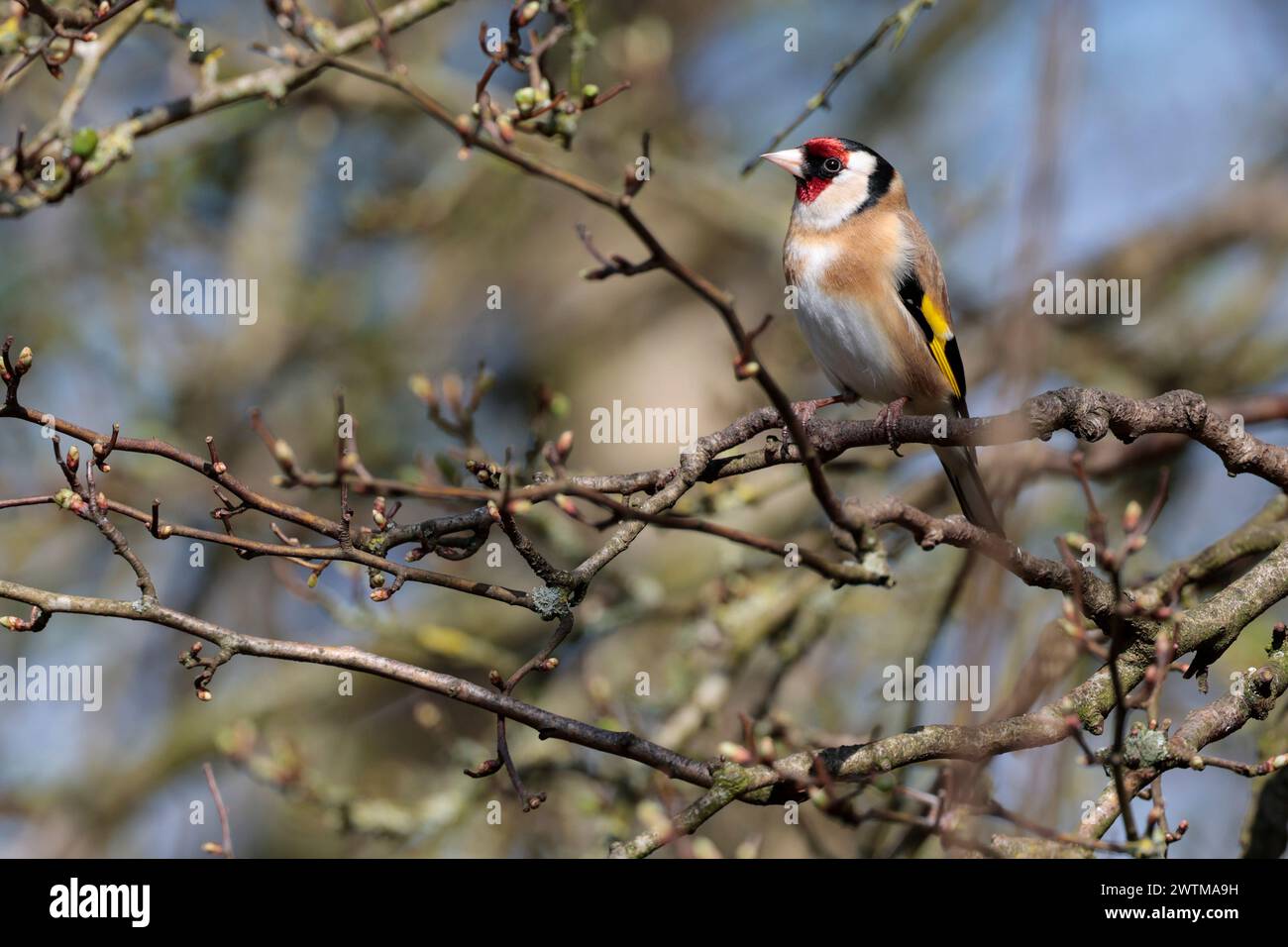 Goldfinch Carduelis x2, bright yellow wing bars white rump red and ...