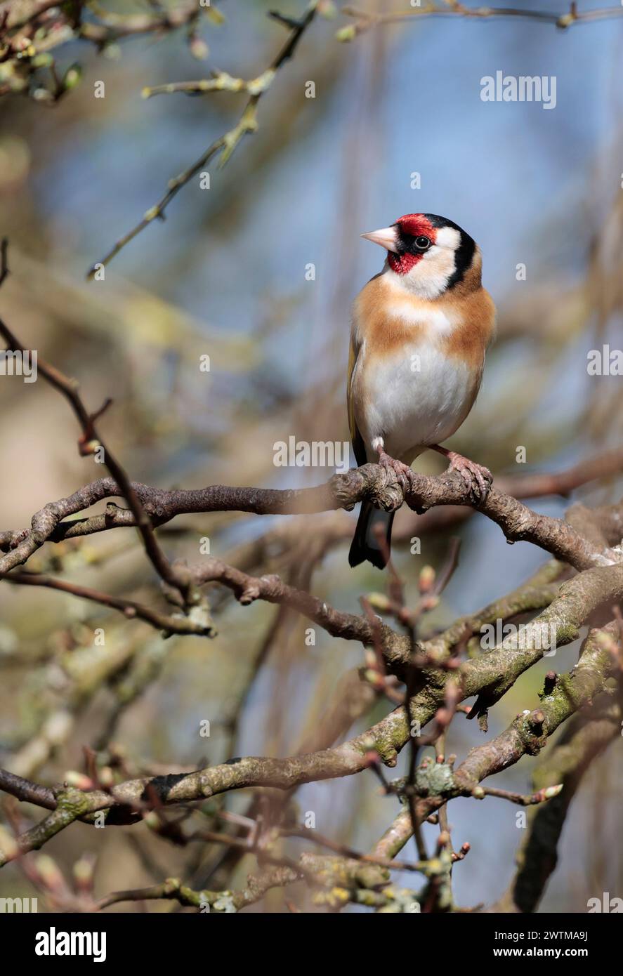 Black sides of neck to crown hi-res stock photography and images - Alamy