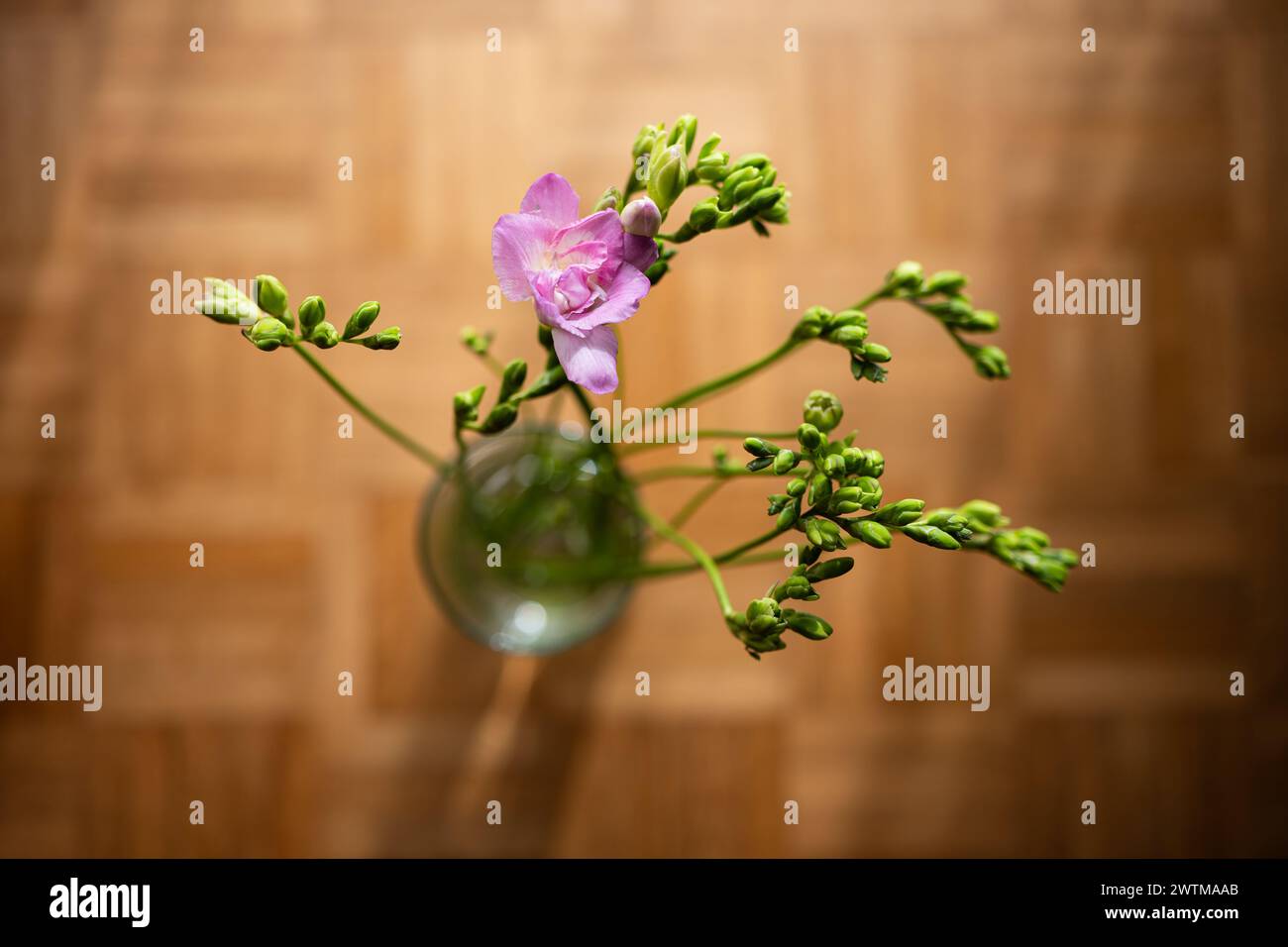 Light purple blooming freesia or fresia stems in a vase. Top view ...