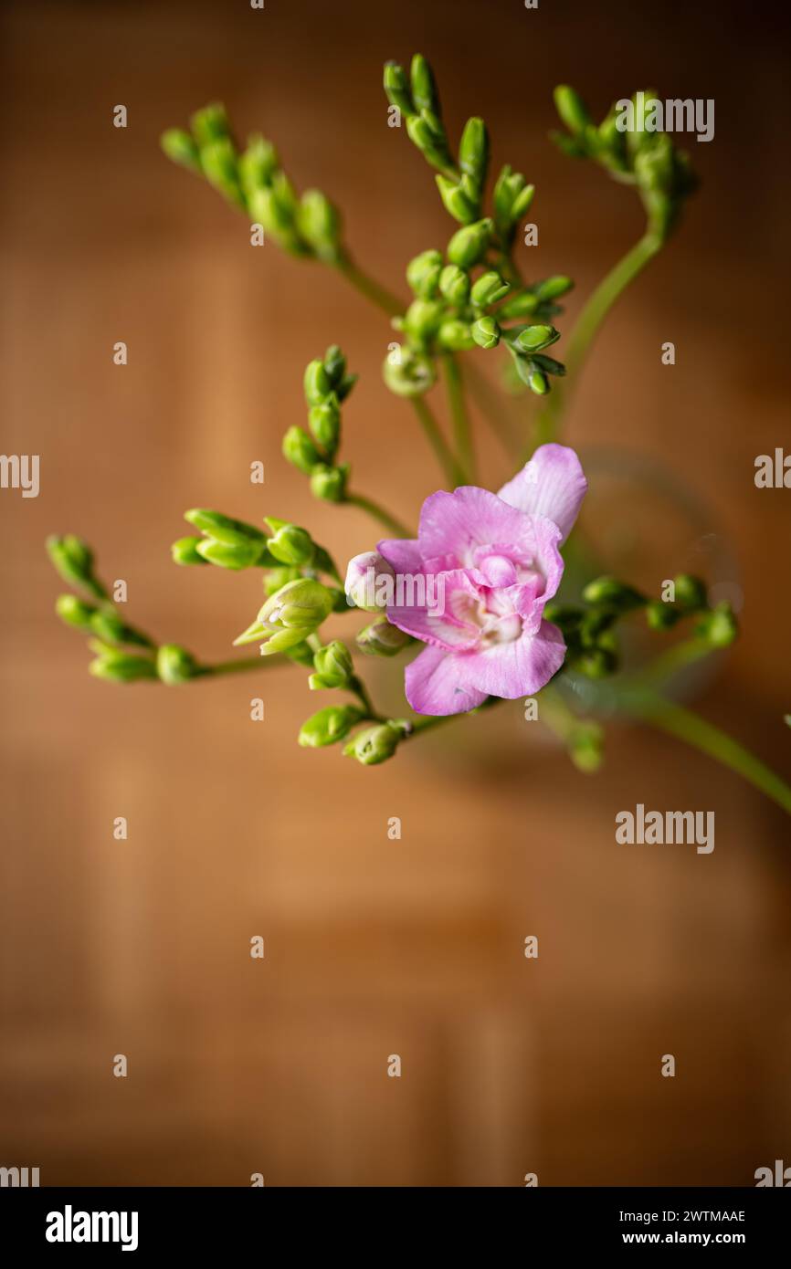 Light purple blooming freesia or fresia stems in a vase. Top view ...