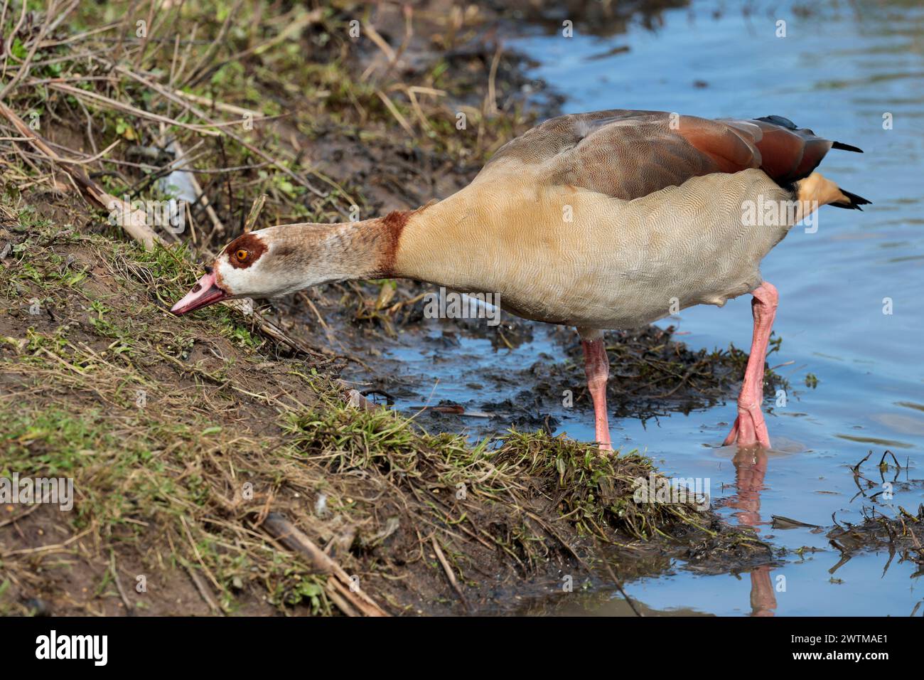 Egyptian goose on lake side bank hi-res stock photography and images ...