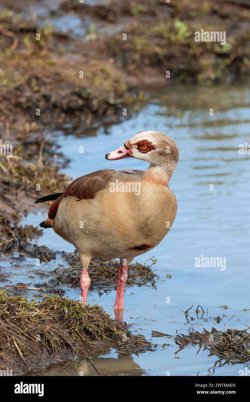 Egyptian goose on lake side bank hi-res stock photography and images ...