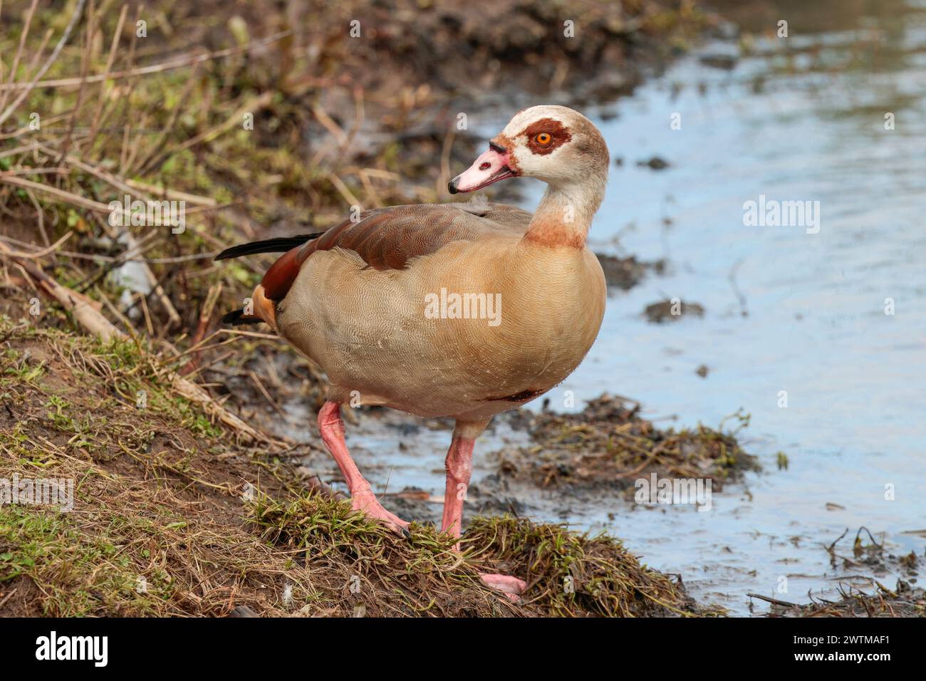 Egyptian goose on lake side bank hi-res stock photography and images ...