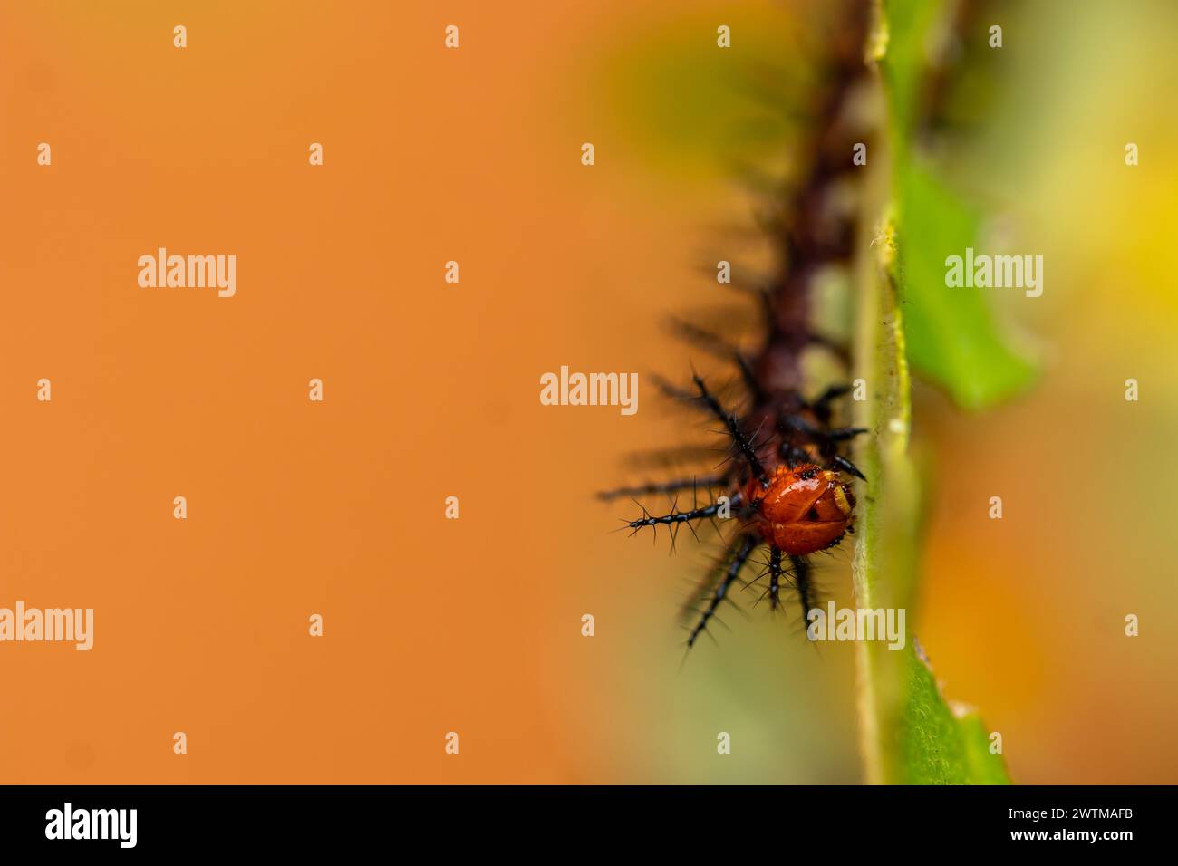 A caterpillar is eating leaf in the forest. The Tawny Caster eating ...
